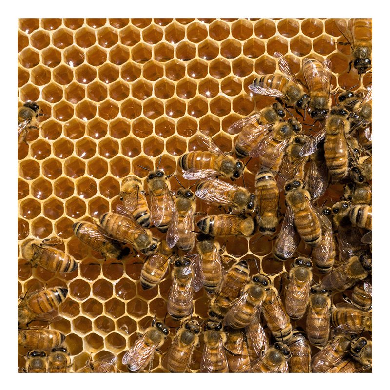 Buy Forest Gold Wild Flower Honey 250 G in Dubai, Abu Dhabi, Sharjah, UAE | Hyjiastore.com